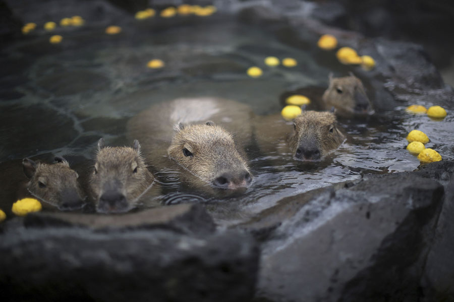Companionable Capybaras - The Atlantic