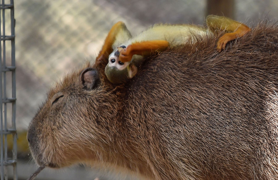 Companionable Capybaras - The Atlantic