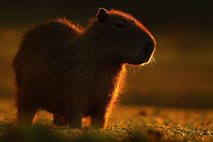 Companionable Capybaras - The Atlantic