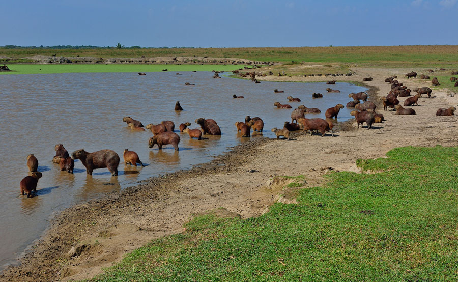 Companionable Capybaras - The Atlantic