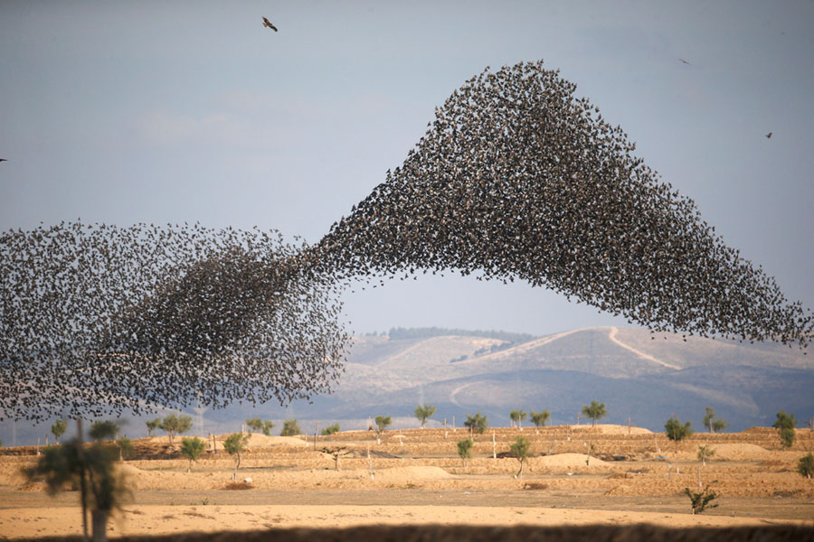 Photos The Murmurations Of Starlings The Atlantic photos-the-murmurations-of-starlings-the-atlantic