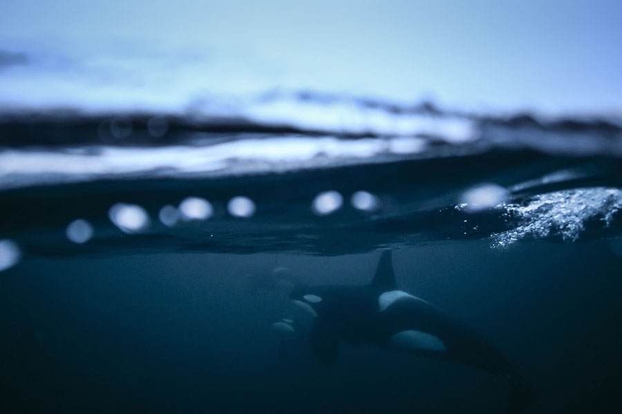 Photos: Swimming With Orcas in Norway - The Atlantic