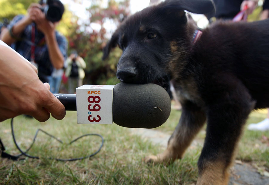 Soundbites: Dogs on the Microphone - The Atlantic