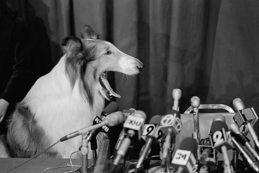 Sound Bites: Dogs on the Microphone - The Atlantic