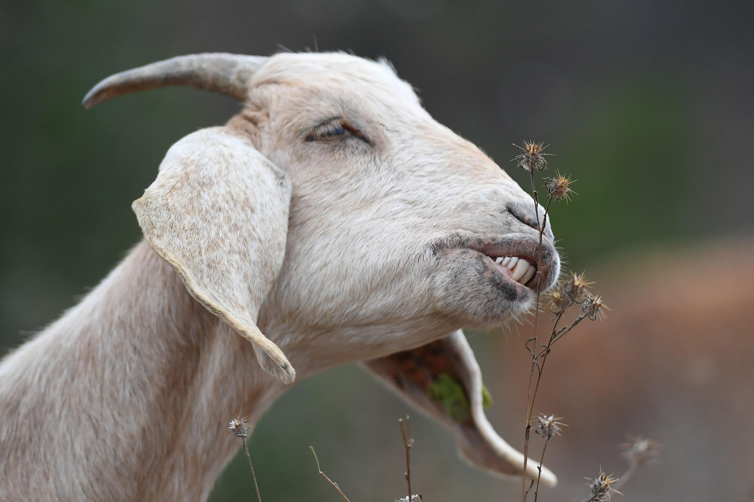 FARK.com: (10577367) Photoshop this goat
