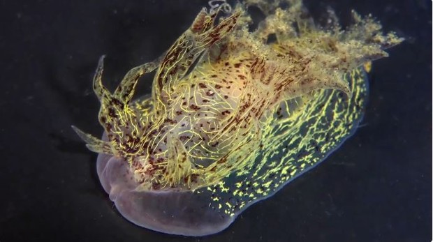 Rare Asian Sea Slugs Are Taking Up Residence in San Francisco - CityLab