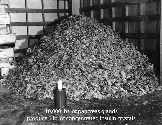 Smithfield Foods and Pig-to-Human Organ Transplants - The Atlantic