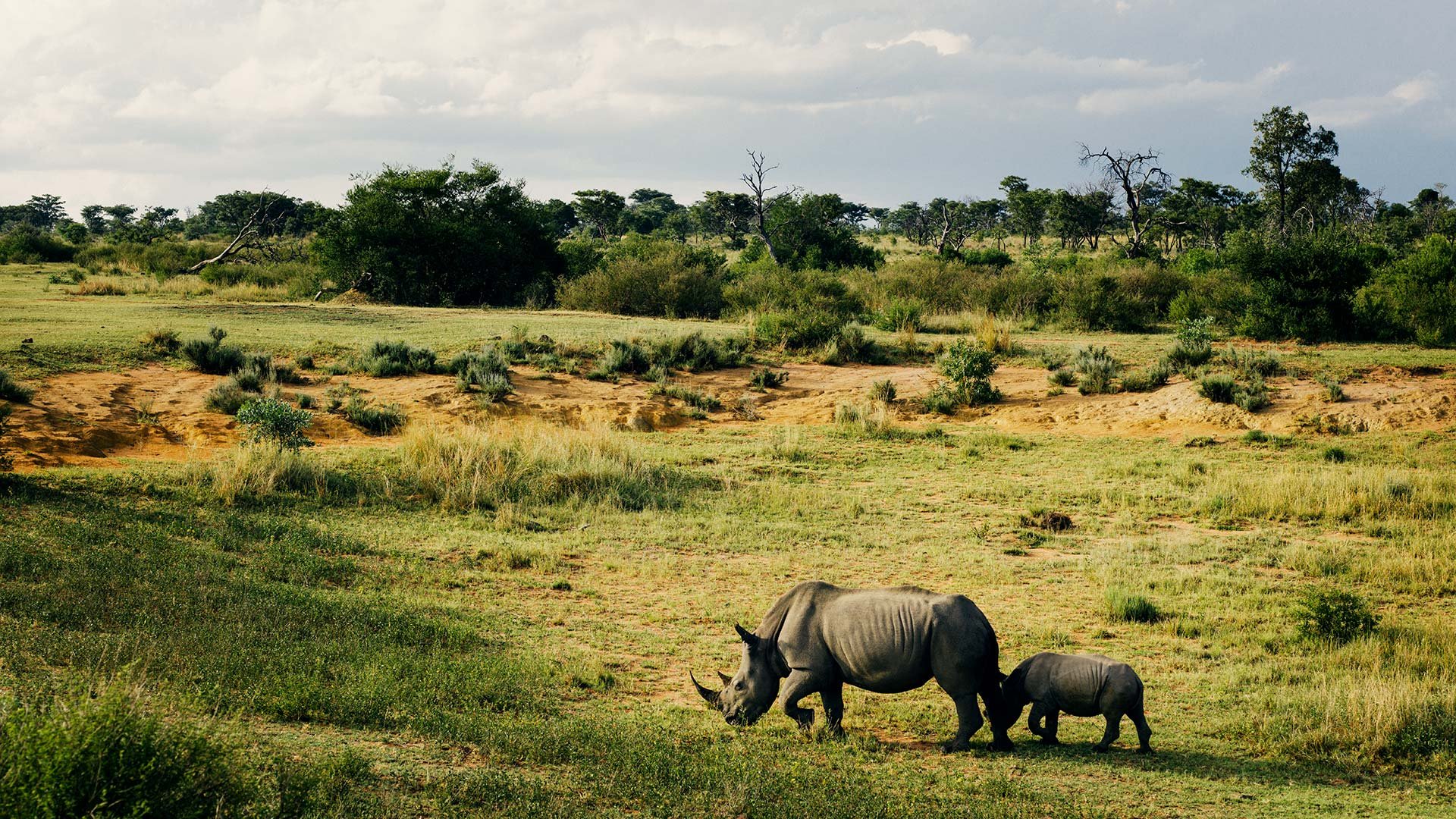 One Solution to Rhino Poaching: Use Sensors to Monitor the Other Animals