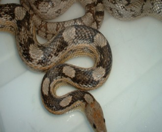 How the Rise and Fall of a Snake Conjurer Explains Today's China - The ...