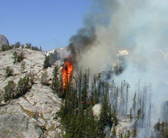 How Forest Firefighting May Be Harming the World's Trees - The Atlantic