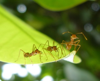 How People and Animals in Isolation Die Sooner - The Atlantic