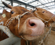 Treatments for Mad Cow, Other Prion Diseases May Be Coming - The Atlantic