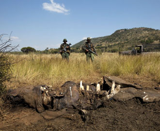 The Militarization of Africa's Animal Poachers - The Atlantic