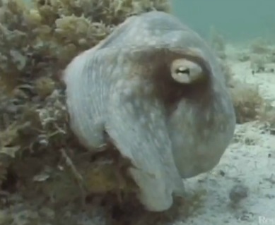 This Octopus's Camouflage Is Almost Unbelievable - The Atlantic