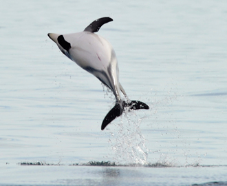 Dolphins Are Amazing, Part 5,423: They Help These Fishermen Catch Fish ...