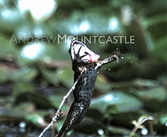 The Most Epic Frog Fail in Glorious High-Speed Video - The Atlantic