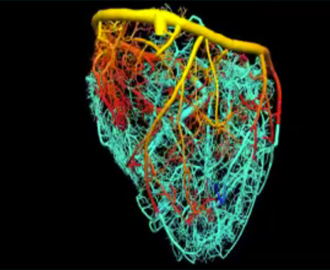 How the Heart Beats - The Atlantic