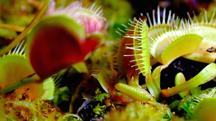 When Plants Attack: A Time-Lapse - The Atlantic