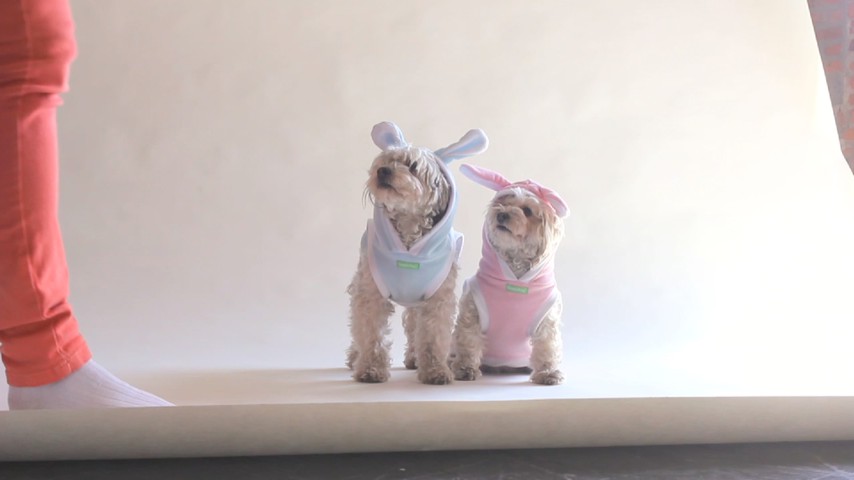 Dog Crazy: A Snapshot of New York's Adoring Pet Owners - The Atlantic