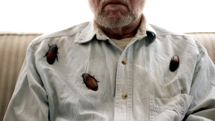 'Bug Man': Steven Kutcher's Insect Art - The Atlantic