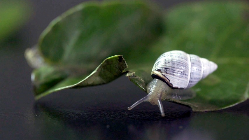 Saving Hawaii's Snails From Extinction - The Atlantic