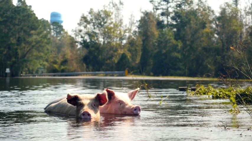 This Couple Rescues Farm Animals From Hurricanes - The Atlantic