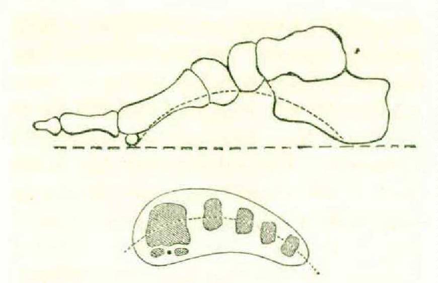 The Human Wheel, Its Spokes and Felloes - The Atlantic