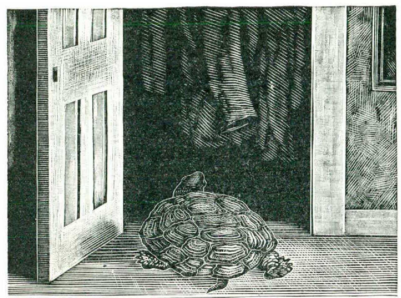 Turtle at Home - The Atlantic