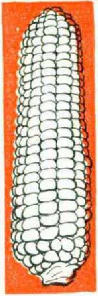 Corn - The Atlantic