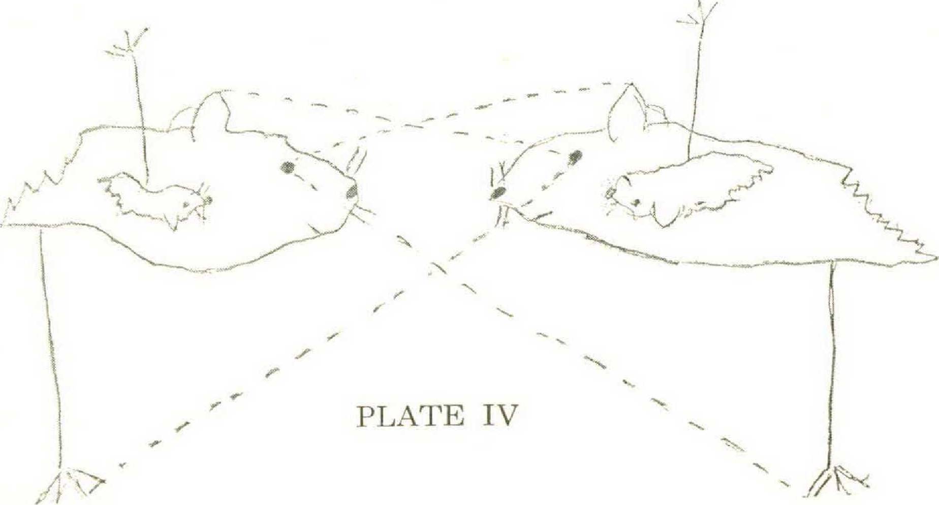 A Note on Man-Animal, Animal-Man, and Animal-Animal Perception - The ...