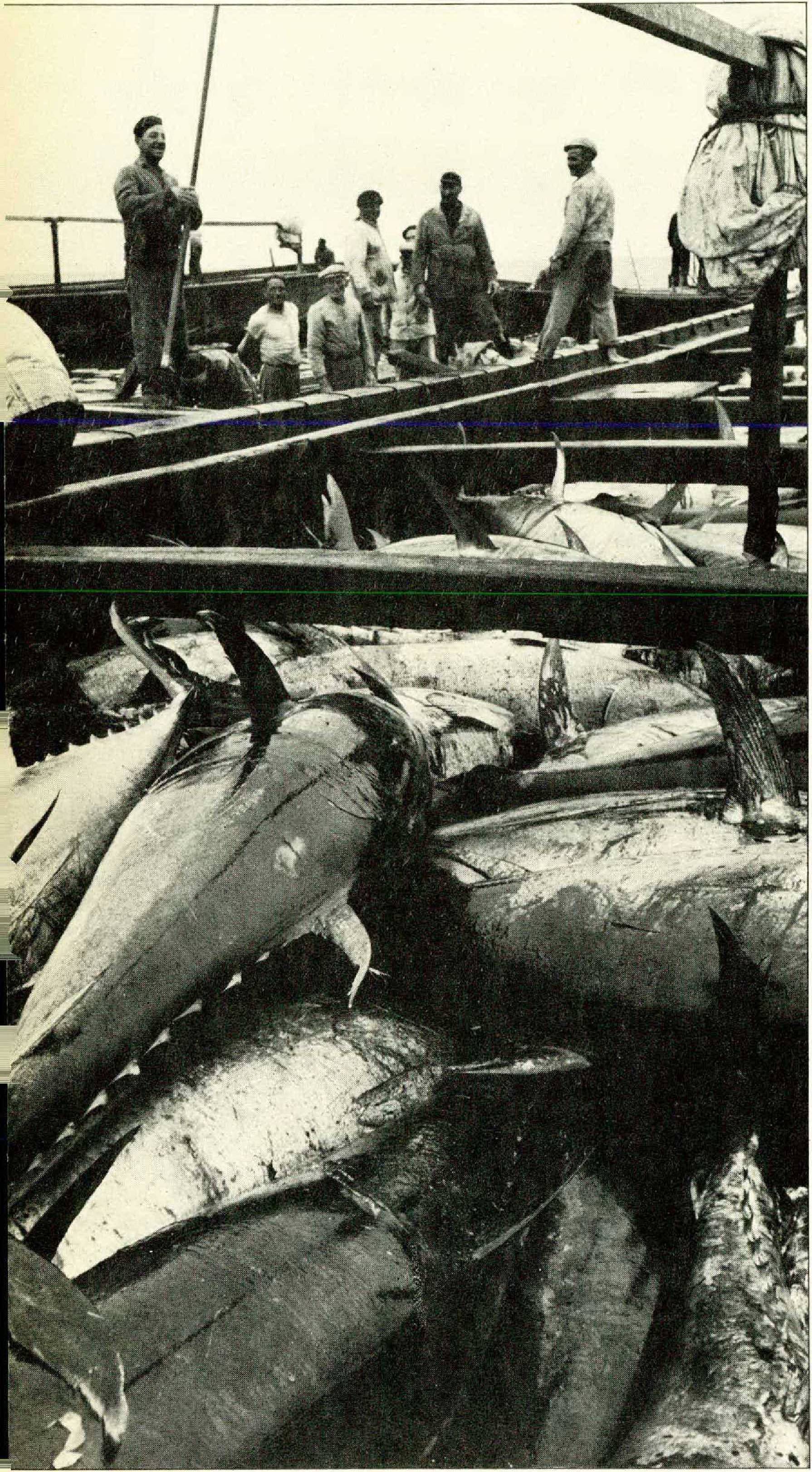 The Vanishing Tuna - The Atlantic