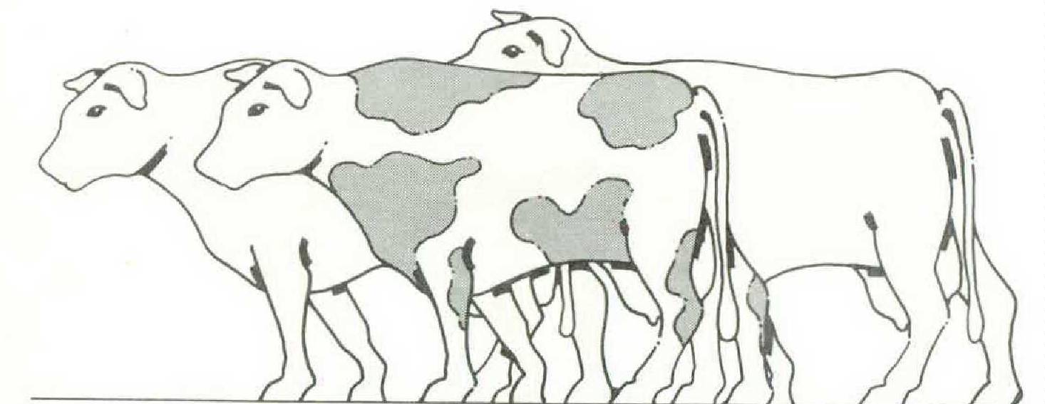 The Political Economy of Milk - The Atlantic