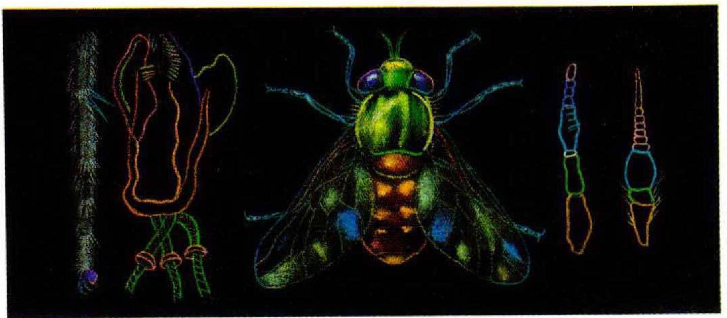 Aids and Insects - The Atlantic