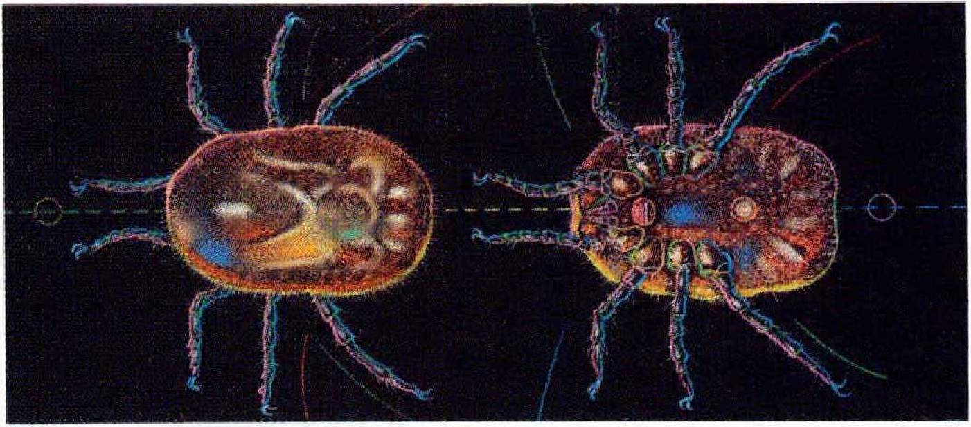 Aids and Insects - The Atlantic