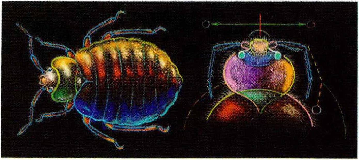 Aids and Insects - The Atlantic