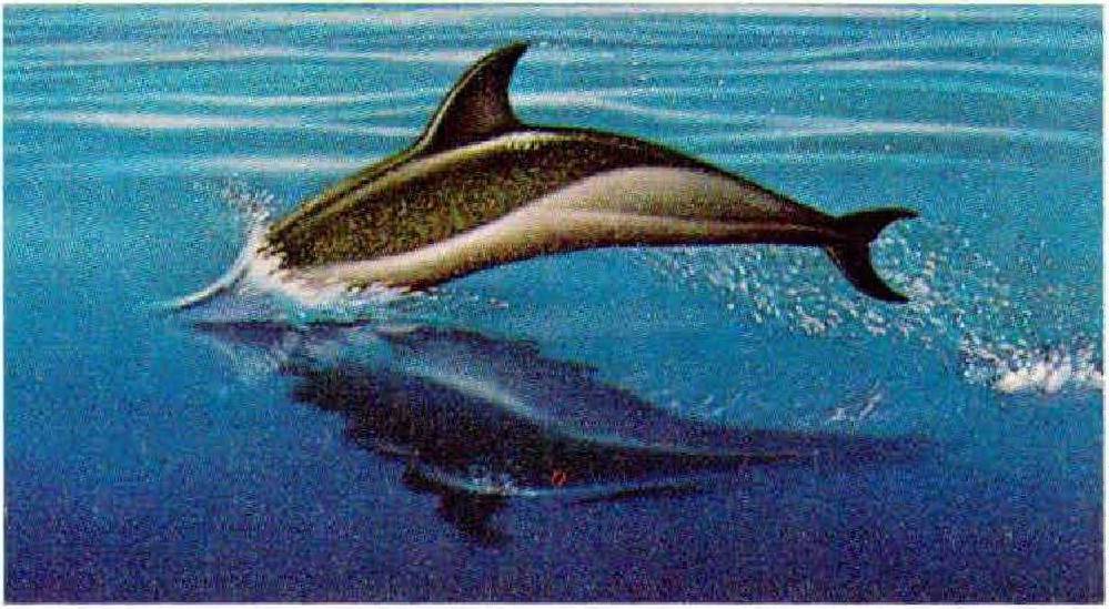 The Destruction of Dolphins - The Atlantic