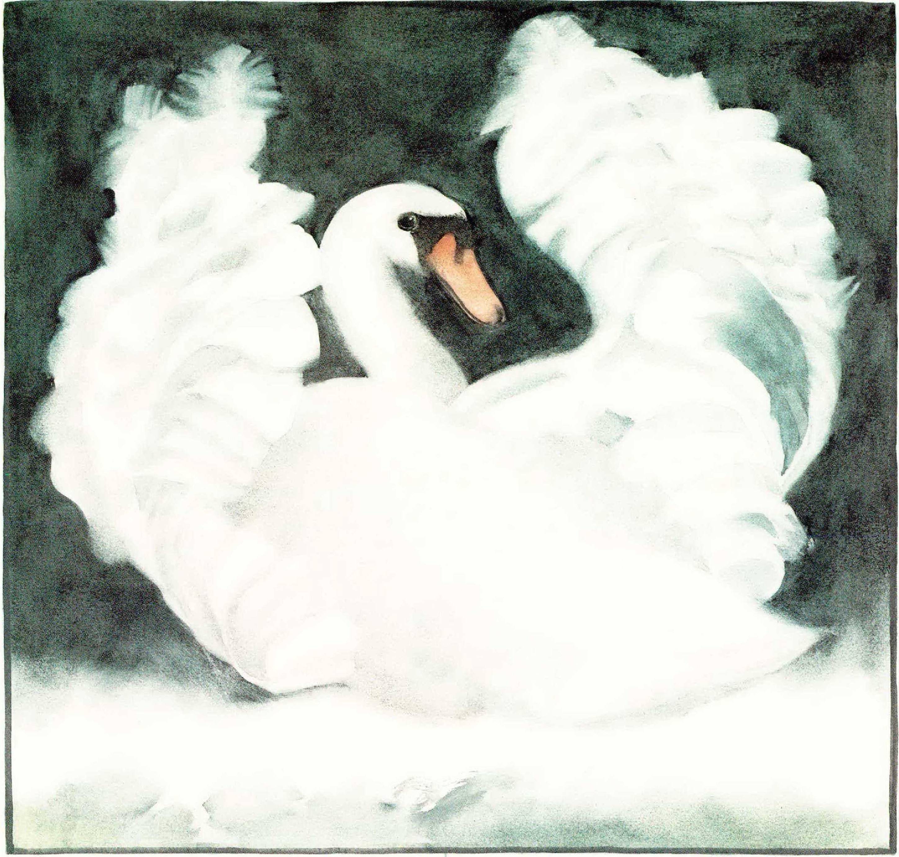 The Swan - The Atlantic