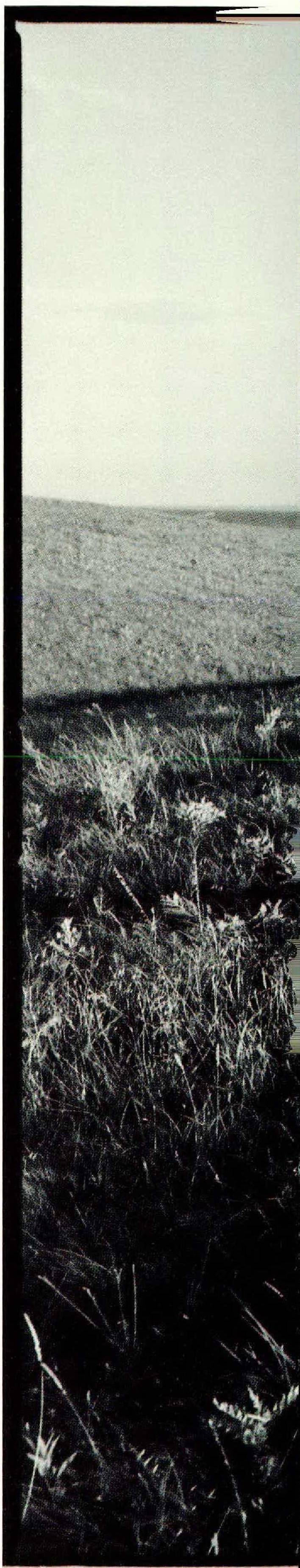 Prairyerth: Portraits From Chase County, Kansas - The Atlantic