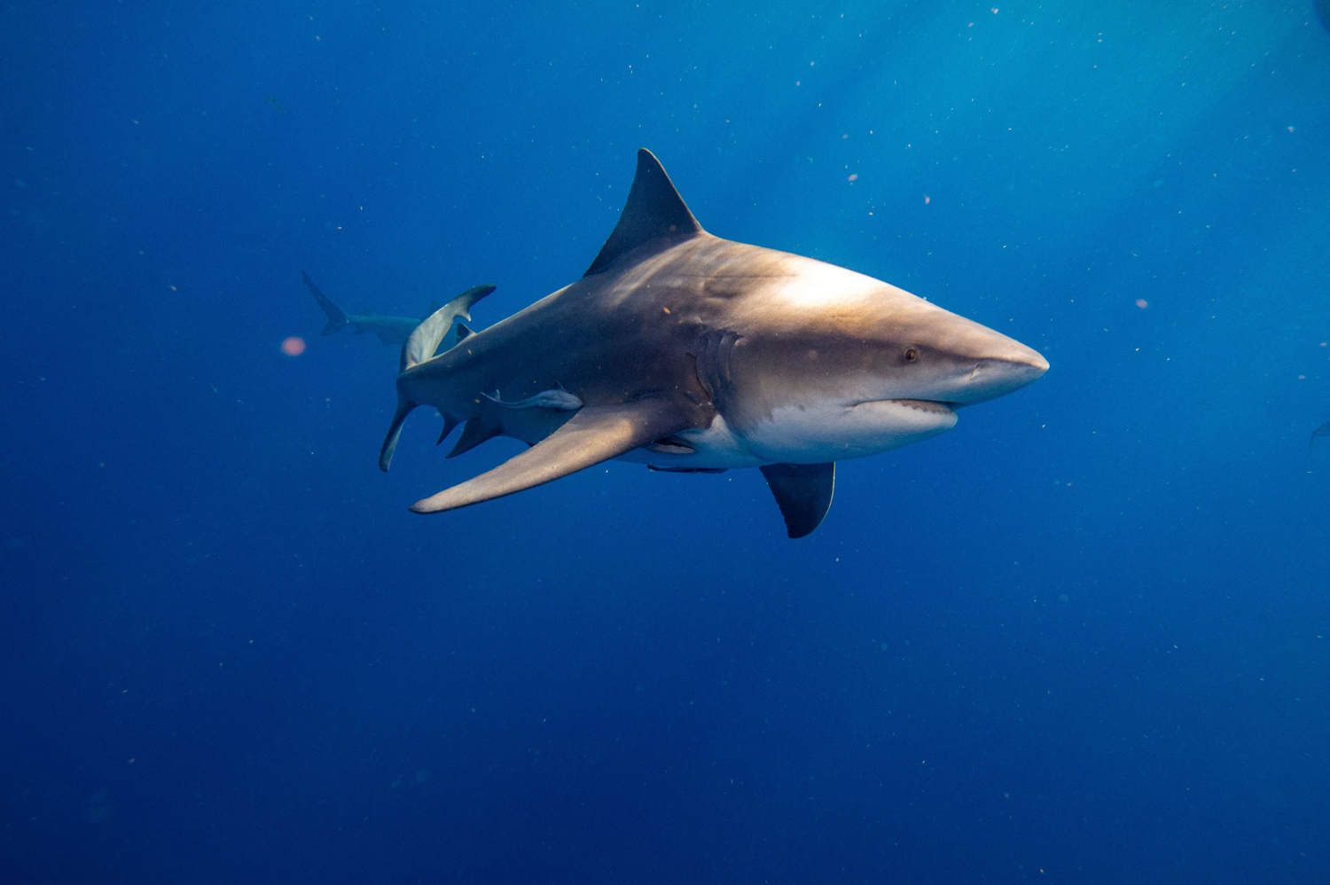 Europa moon shark