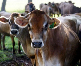 America's Dumbest Tax Loophole: The Florida Rent-a-Cow Scam - The Atlantic