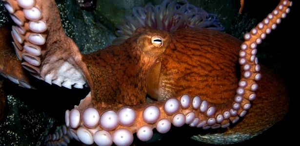 Lawyer: Ticketmaster Is a 'Massive Cultricidal Octopus' (and Its ...