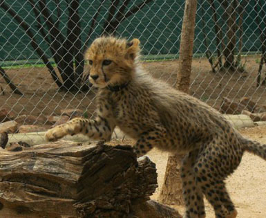 Namibia's Re-Wilding Efforts Give Hope to Orphaned Cheetahs - The Atlantic