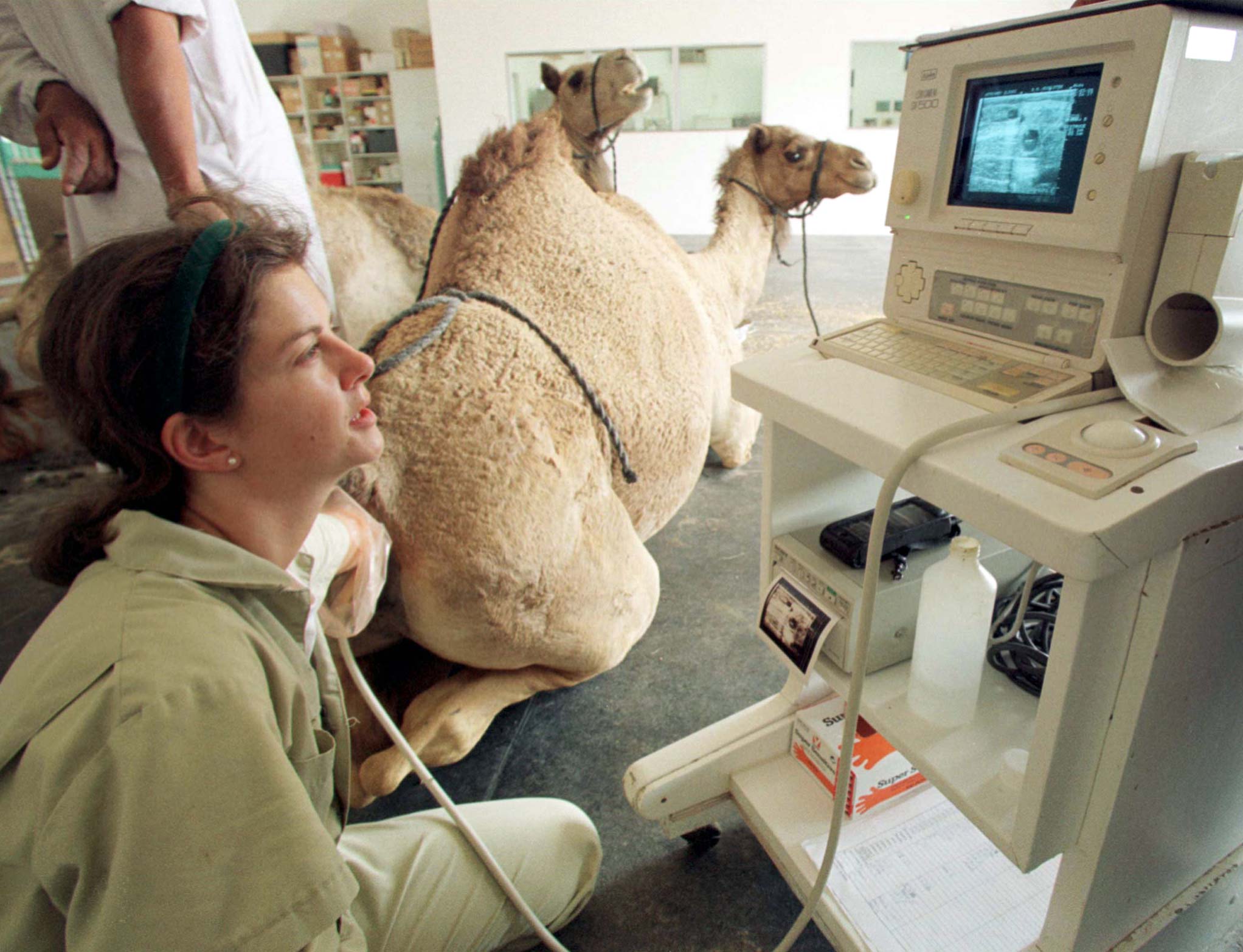 Animals Getting Ultrasounds - The Atlantic