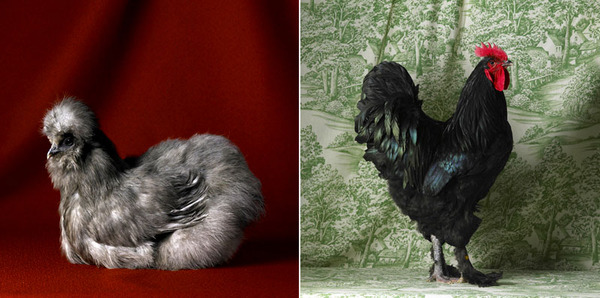 Natural Design: Fancy Chickens and the People Who Love Them - The Atlantic