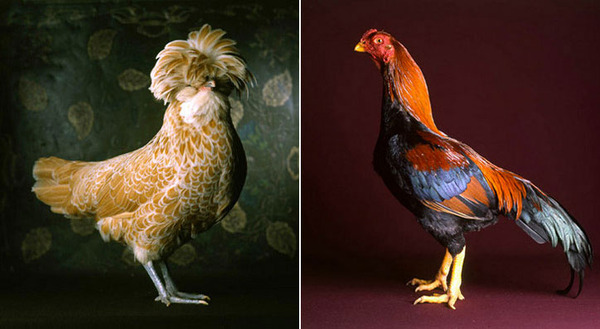 Natural Design: Fancy Chickens and the People Who Love Them - The Atlantic