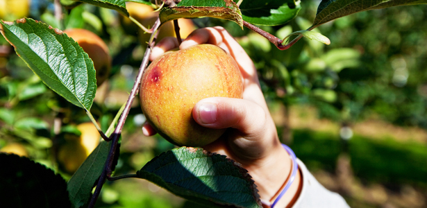 'The American Way of Eating': What It's Like Picking Fruit as a Laborer ...