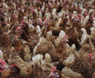 The Annals of Chicken Diplomacy - The Atlantic