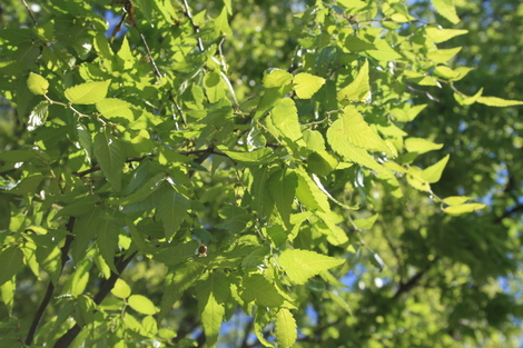 Green Conservatism - The Atlantic