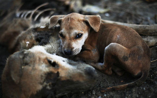 Pets in the Time of Gaza - The Atlantic