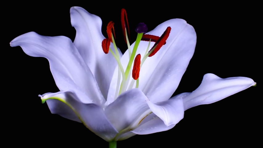 The Serene Beauty of a Blooming Flower, in Gorgeous Time-Lapse Footage ...